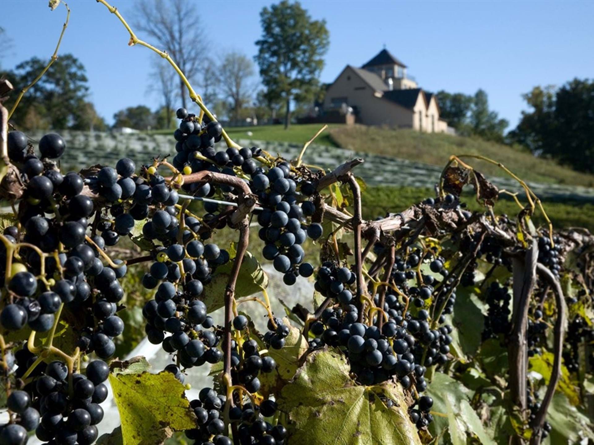 Park Farm Winery | Durango, Iowa | Travel Iowa